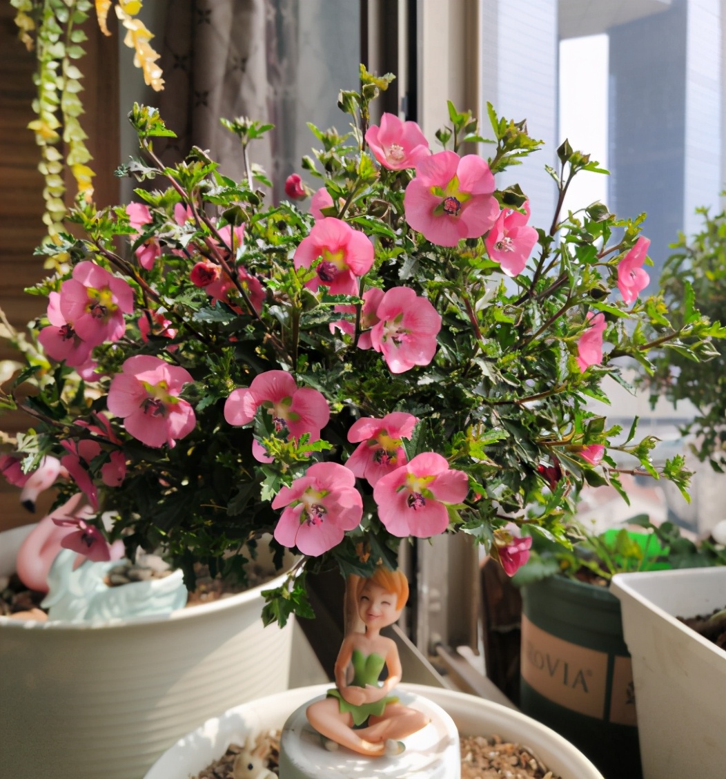 There are not many "essences" in growing flowers. Three "bad habits" of ...