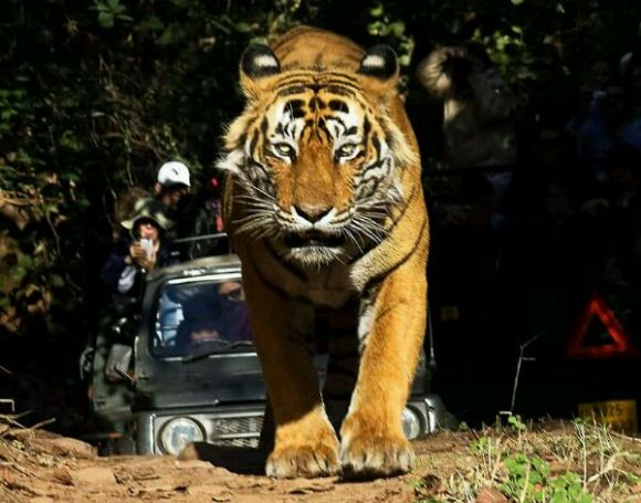 The son of the legendary tiger king: The Sudanese tiger drove high and ...