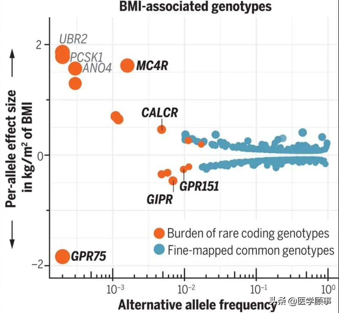 Found a rare genetic mutation that can make people not fat - iMedia