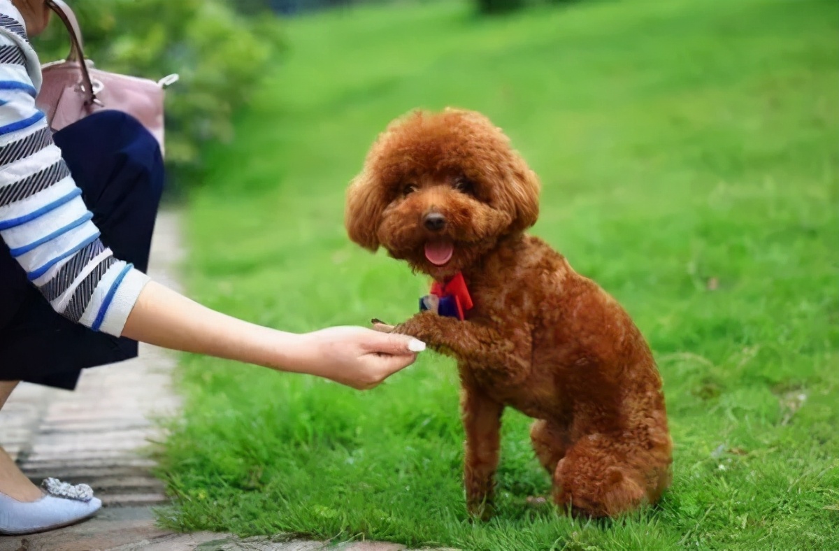Reward dogs should be appropriate, how to reward dogs skillfully? - iNEWS