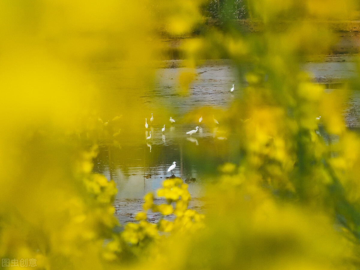 Walking in the spring of Tang poetry and Song lyrics, listening to the ...