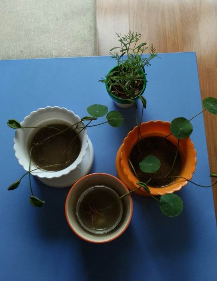 The bowl lotus is beautiful and it is not difficult to grow, just a few ...