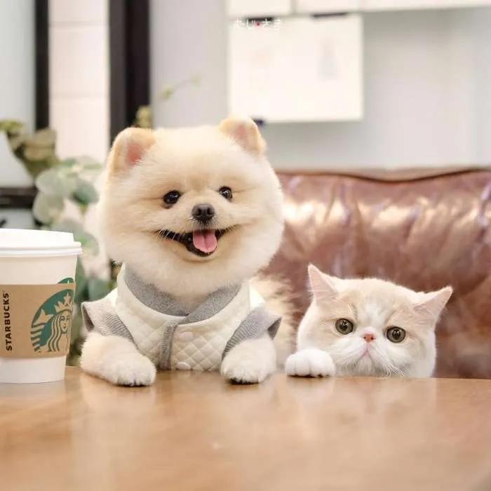 Two people, one dog and one cat - iNEWS