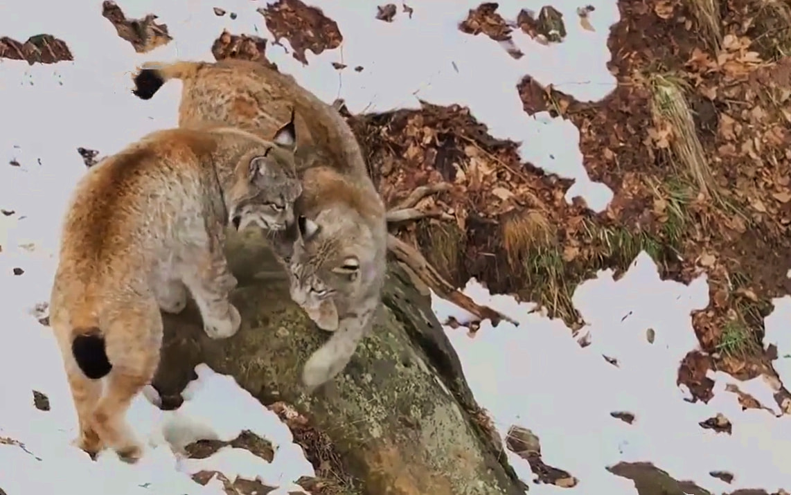 Qilian Mountain found that the female lynx gave birth to 3 cubs, and ...