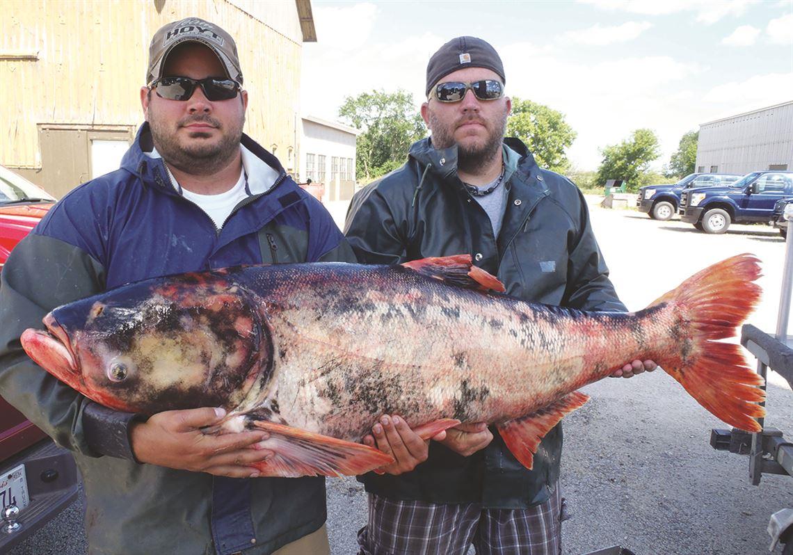 Asian carp is flooding in the United States. The old and American ...