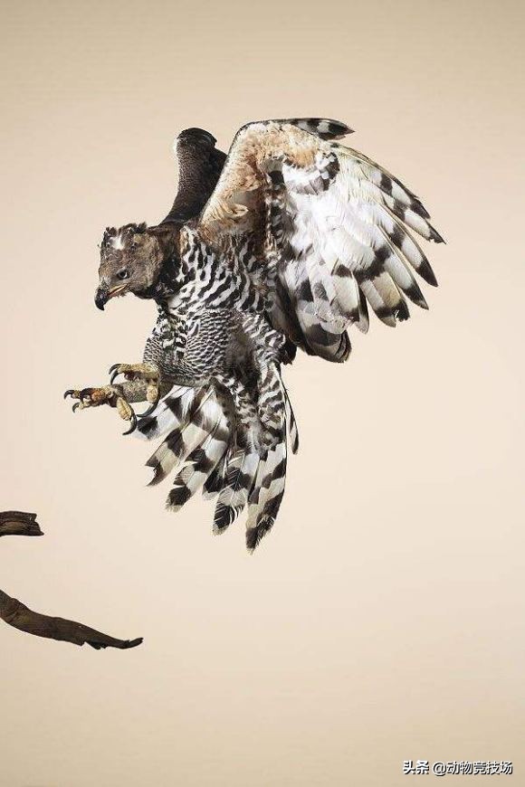 Africa's most ferocious raptor, with finger-length claws that easily ...