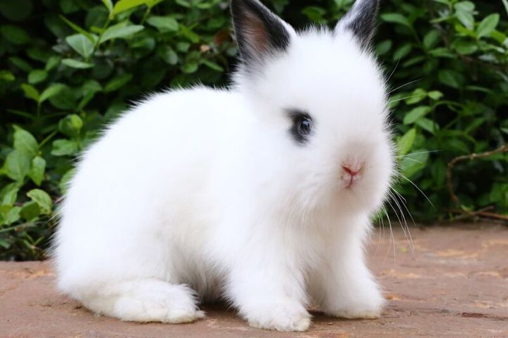 How many days do rabbits take coccidiosis medicine? How to prevent and ...