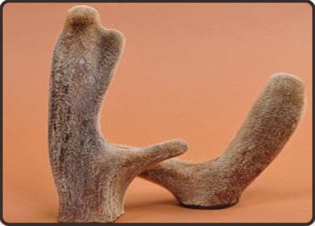 Good product for nourishing kidney and impoting yang, health and blood ...