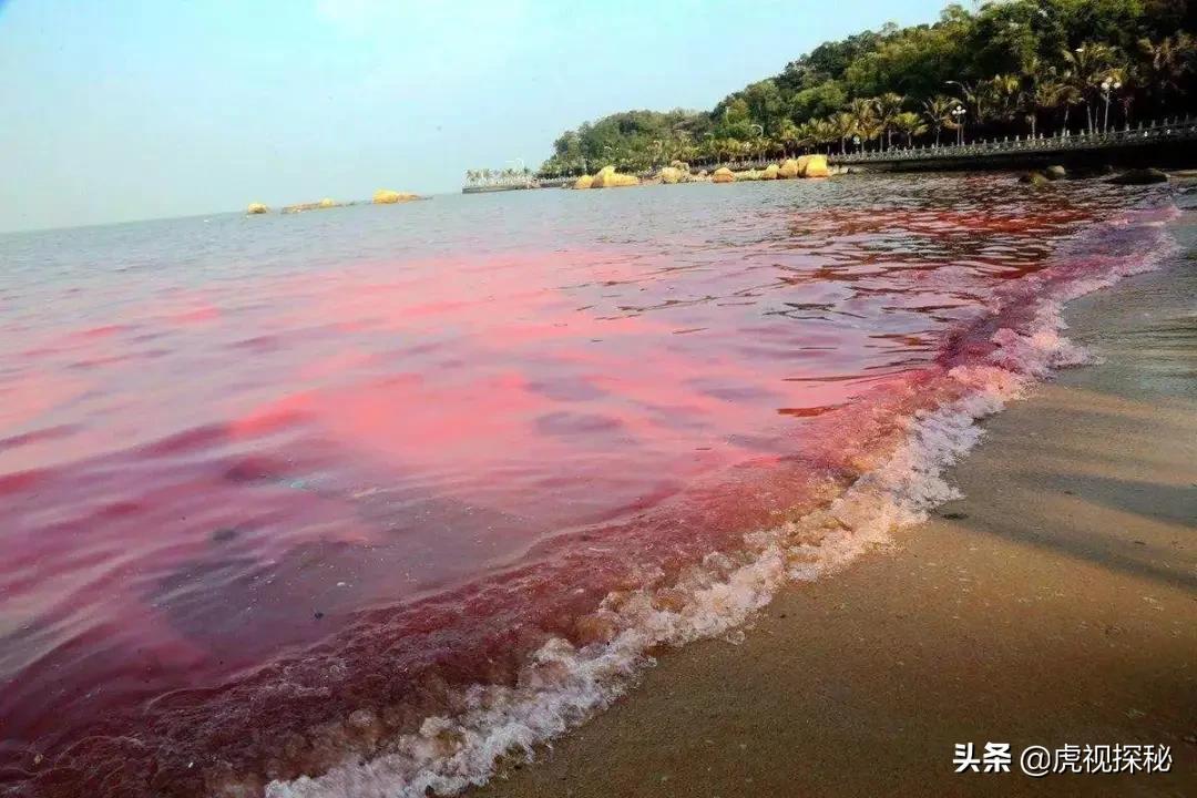 There are more than 330 species of plankton that can form red tides in ...