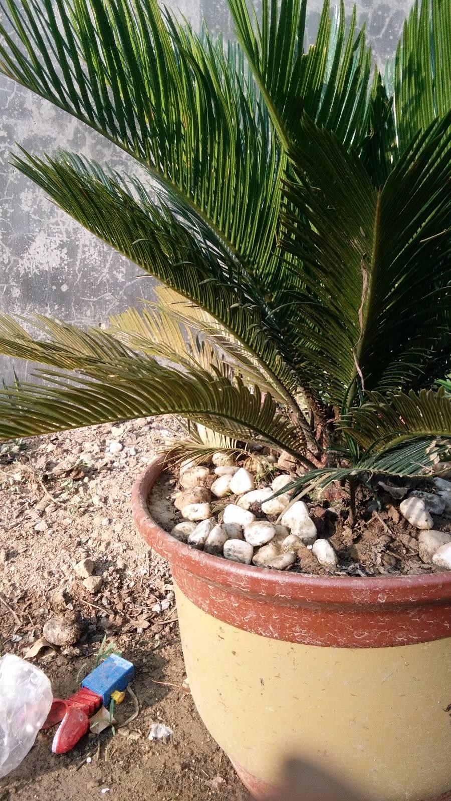 Is the iron tree blooming just an idiom?No, iron trees can really bloom ...