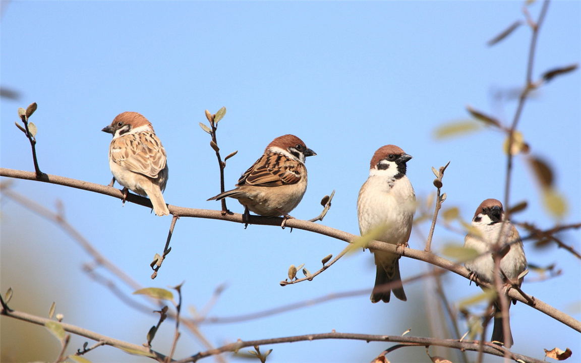 Back then, Chinese sparrows were endangered and they were forced to ...