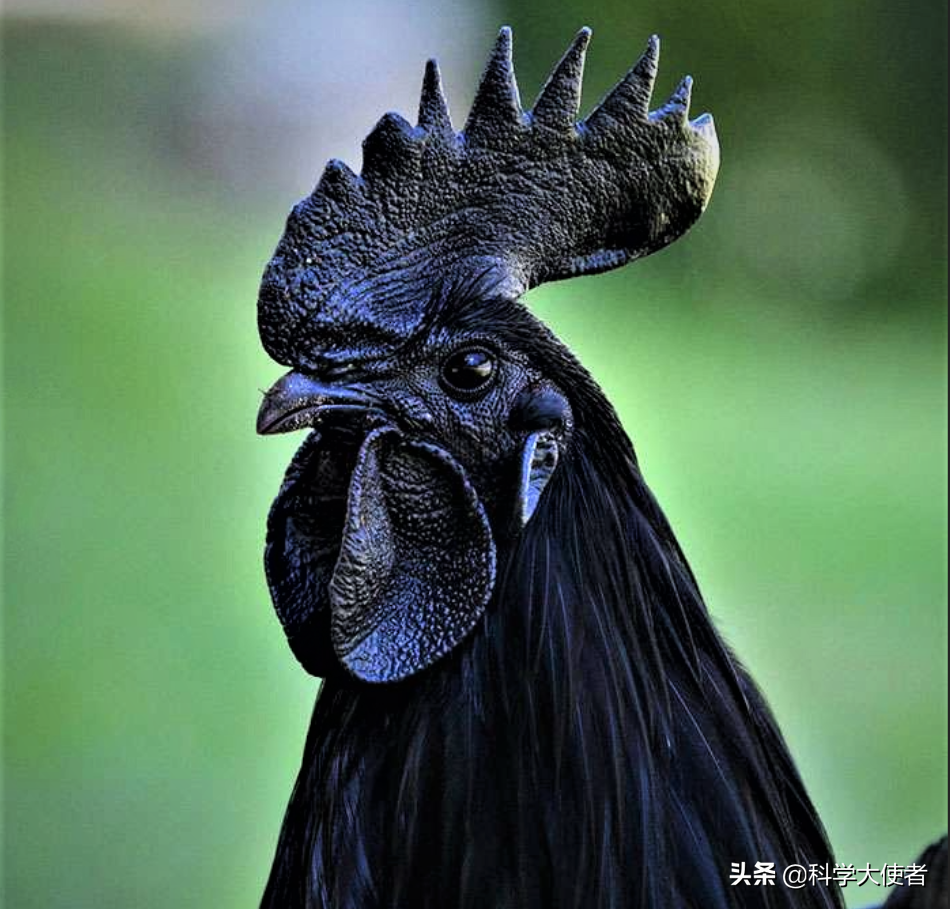 Indonesia's rare "Lamborghini chicken": worth up to 16,000, collectors ...