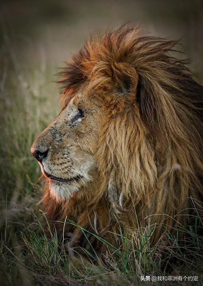 How "Scar" became the greatest lion in the Masai Mara - iNEWS