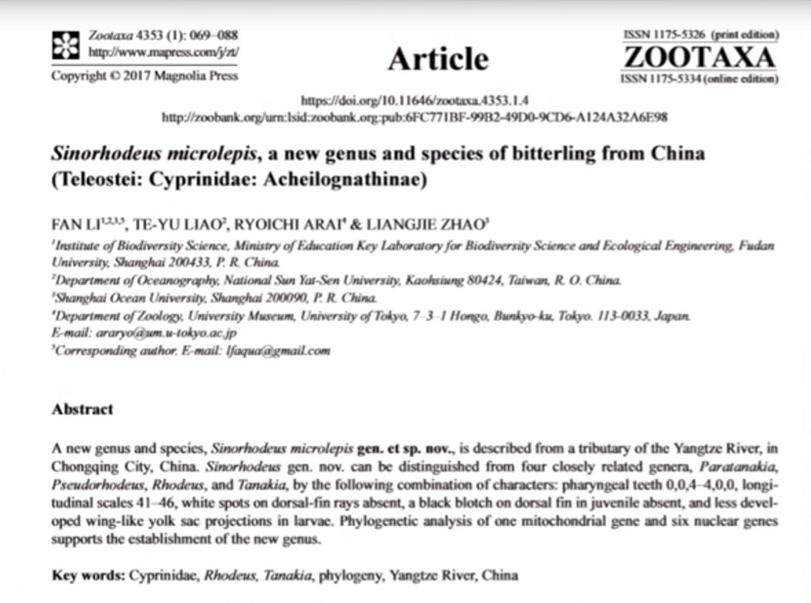 China's native fish, volcanic turtles, is being "slowly killed" - iNEWS