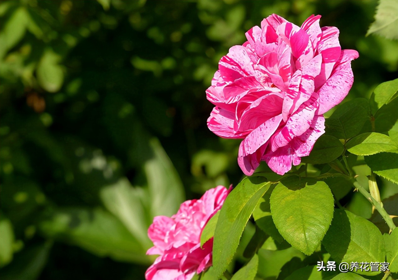 3 "painter" series roses, which one do you like? - iNEWS