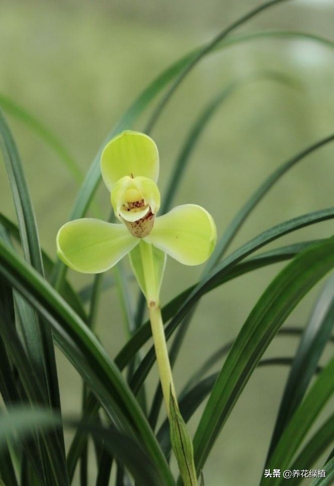 Seeing the New Year, it's good to grow a pot of Chunlan! Do you know ...