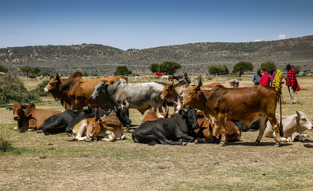 The mysterious Maasai, the cows are scared when they see it, and the ...