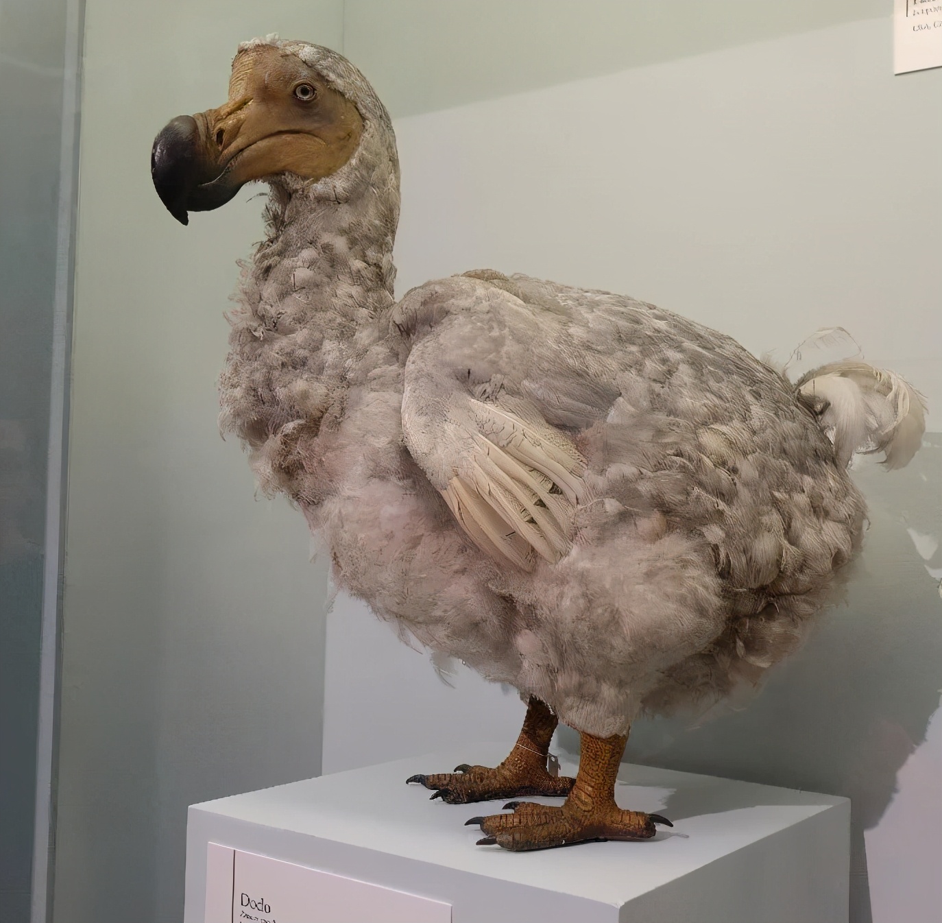 These pieces of rotten skin are all hope for the resurrection of the ...