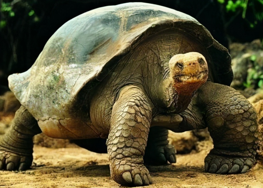What are the immortal creatures on earth?Not a tortoise - iNEWS