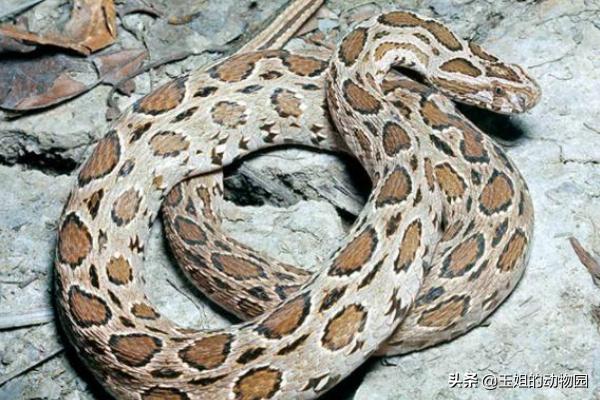 Is the Asian Viper inferior to Africa?See how terrifying the Indian ...