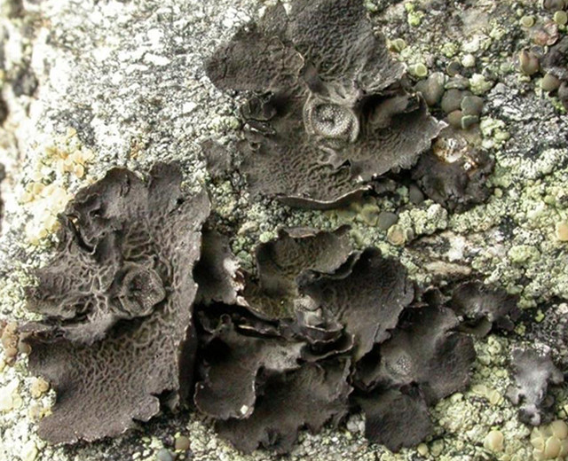 Huangshan Shuangshi Soup - iMedia