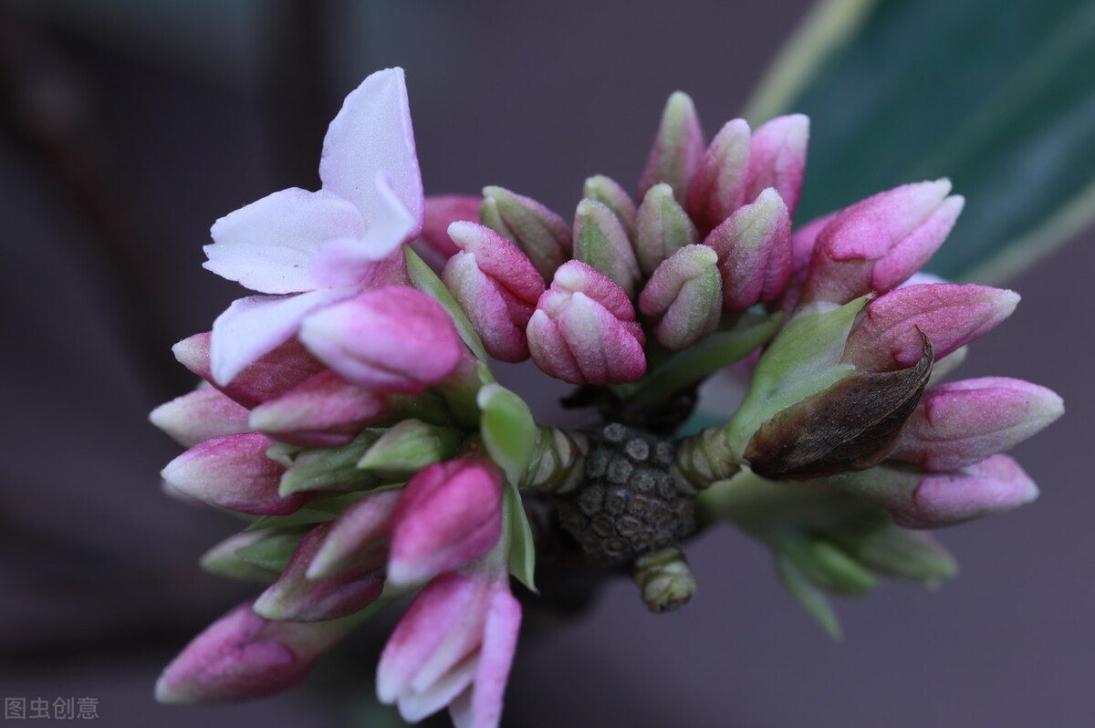 Phnom Penh Ruixiang, blooming all over the yard and scented, but ...