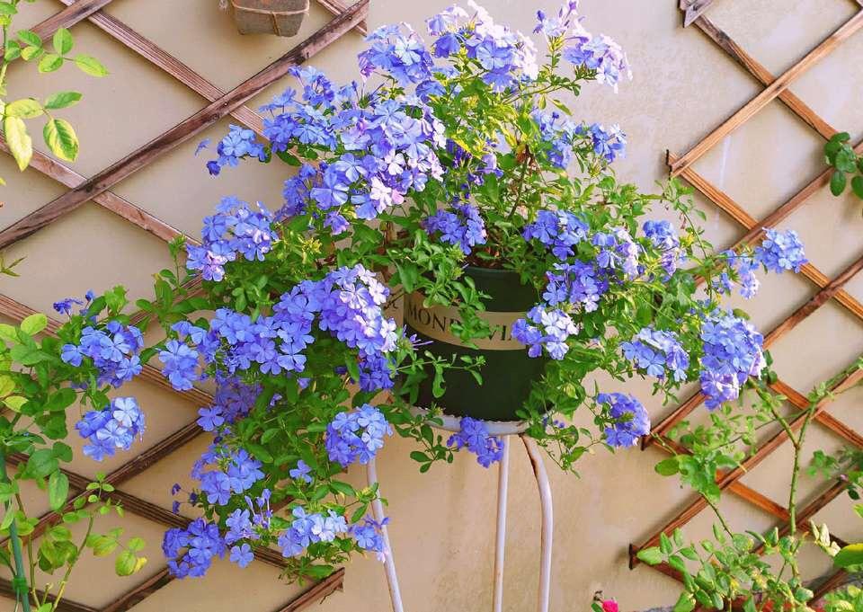 Visit the flower market in May and see eight kinds of flowers. Don't ...