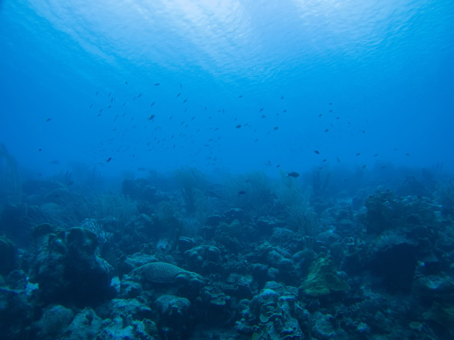 Is there really a shark with eyes in the ocean? - iNEWS