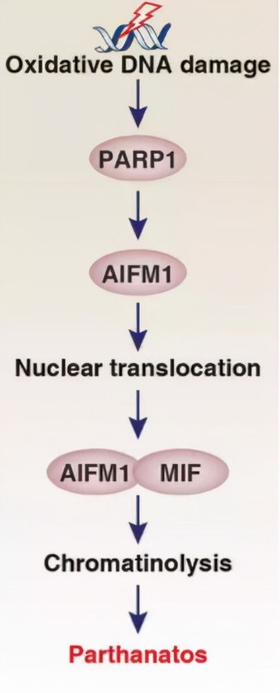 A new form of programmed cell death-Parthanatos - iNEWS