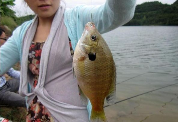 American sunfish invaded Japan, spawning more than 60,000 eggs ...