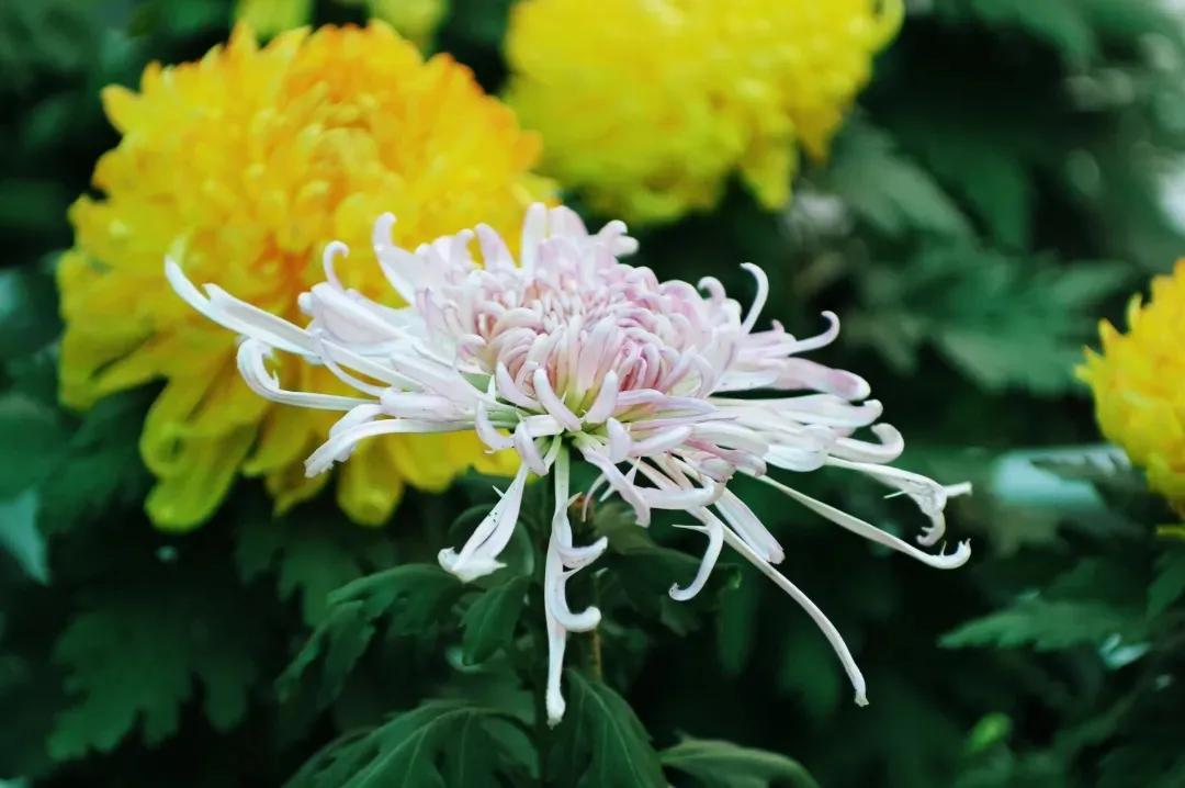 "Practice 1111 Duo Sentences Everyday" Sentence: It's not the human ...