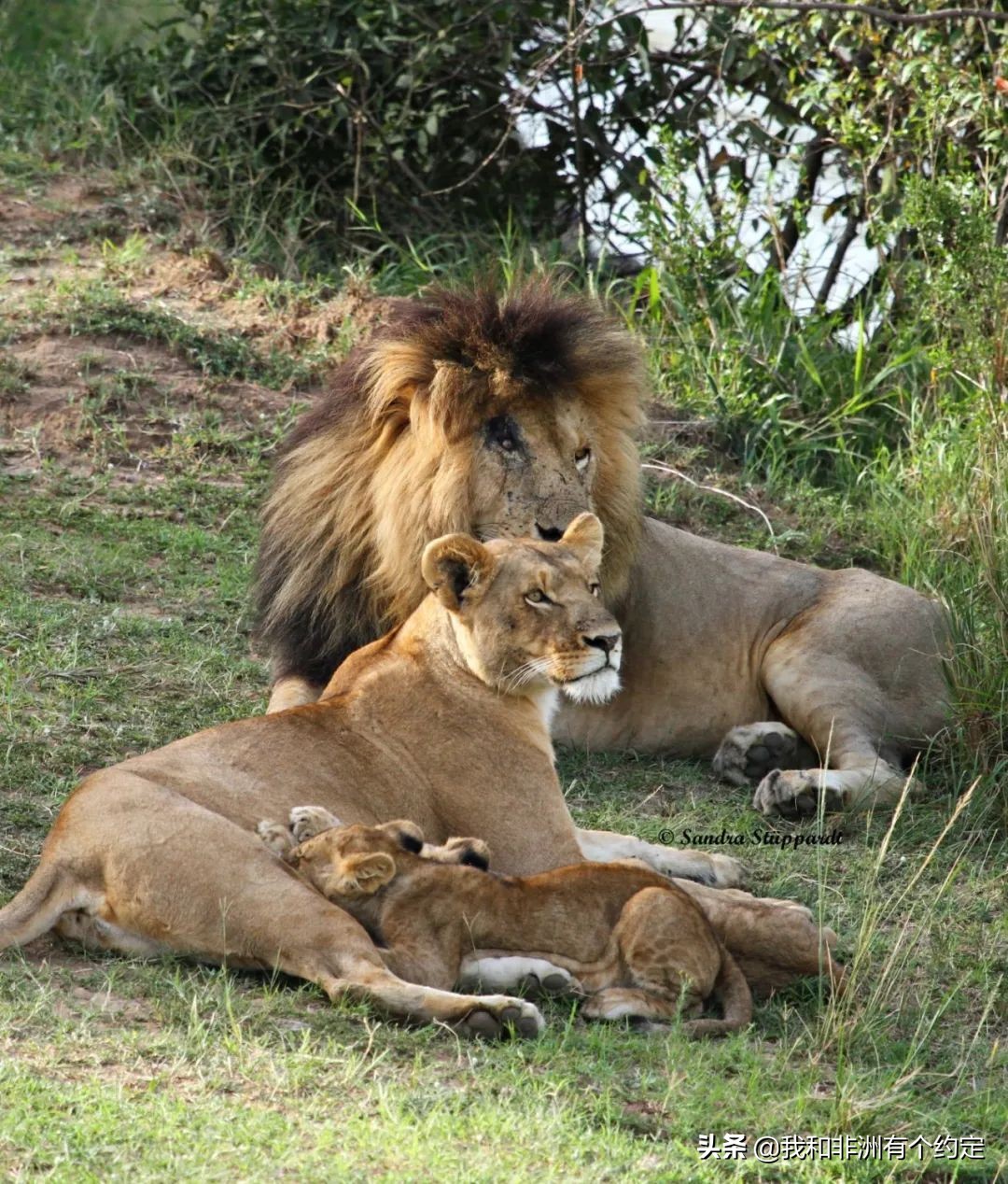 How "Scar" became the greatest lion in the Masai Mara - iNEWS