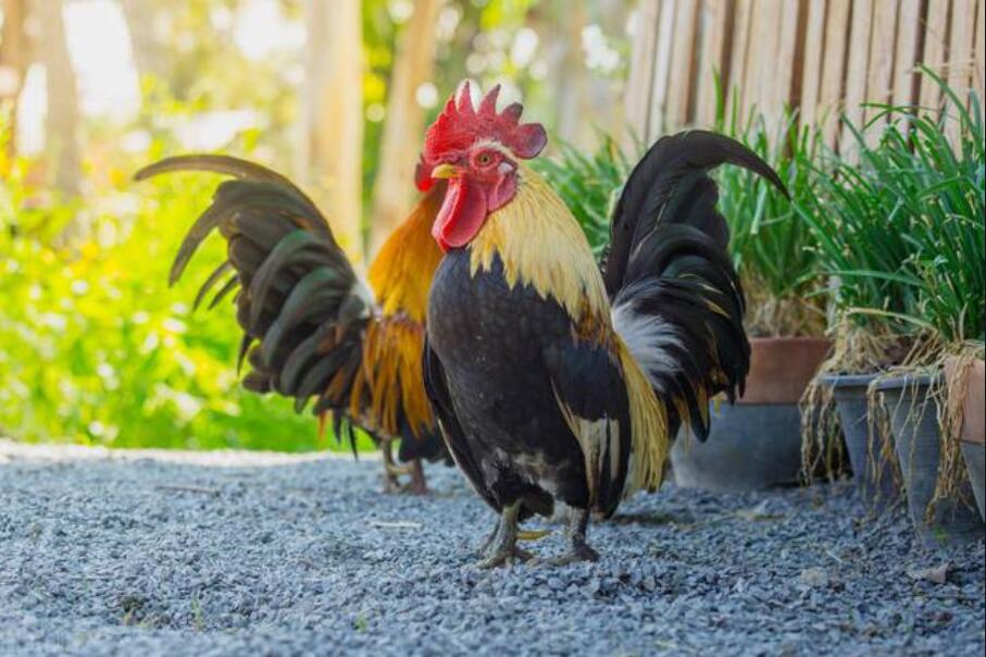 Why do roosters always crow on time, can they still count time? - iMedia
