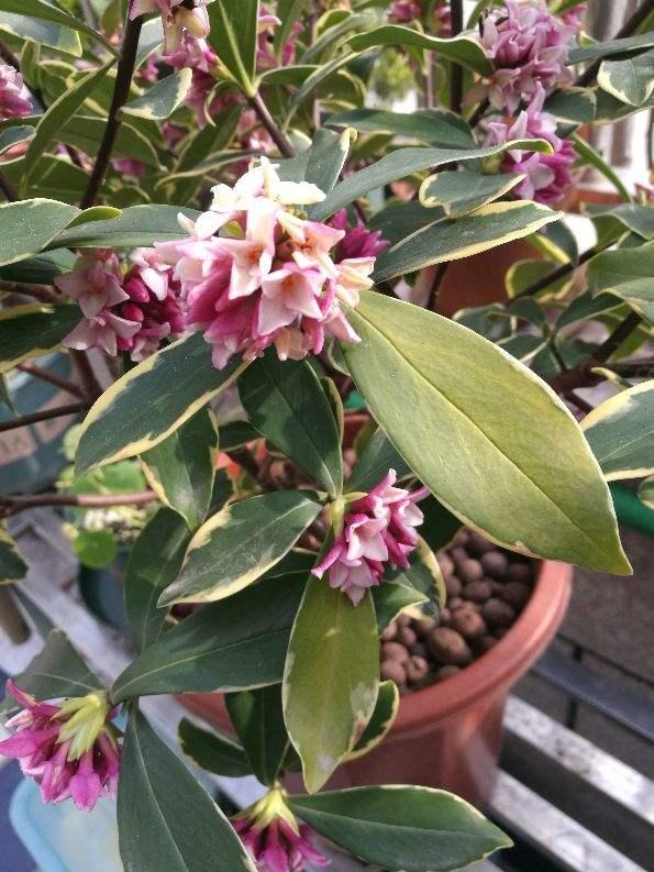 Phnom Penh Ruixiang, blooming all over the yard and scented, but ...