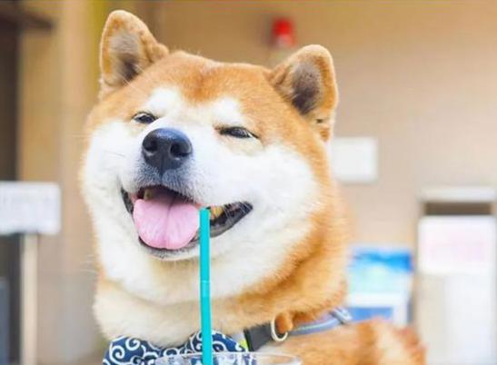 Why is the Japanese "Shiba Inu" popular in China?Probably for these ...