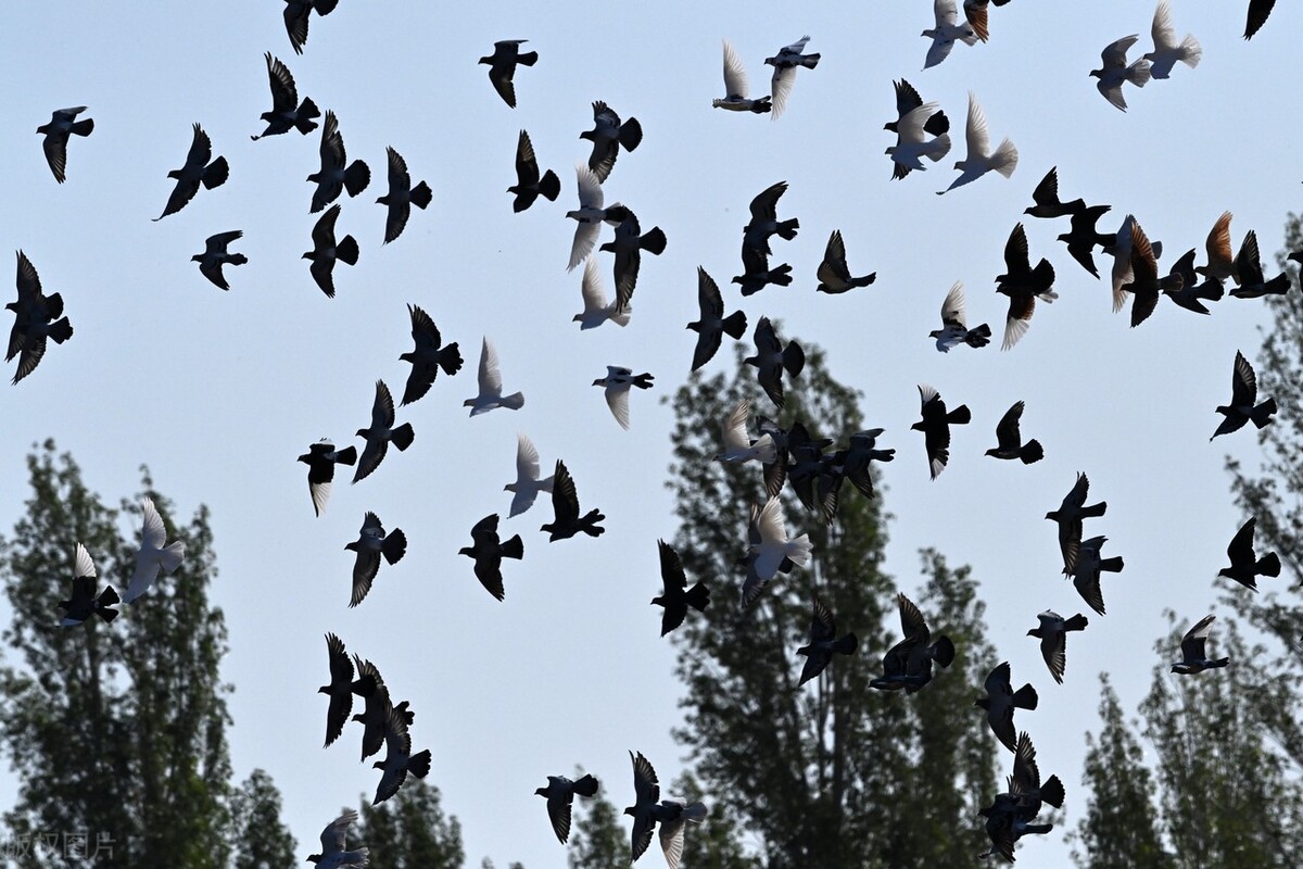 Remember the history of pigeons and deduce those firsts in the ...