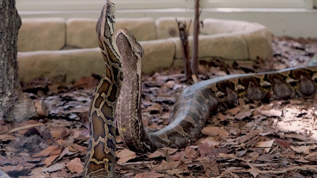 Burmese pythons are prevalent in the United States, hundreds of ...