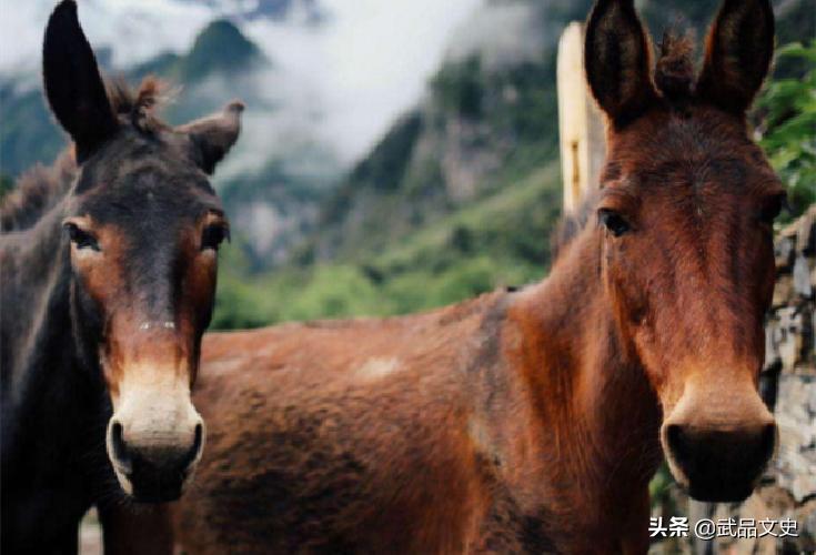 As the saying goes: "Donkey meat is fragrant, horse meat is smelly, and ...