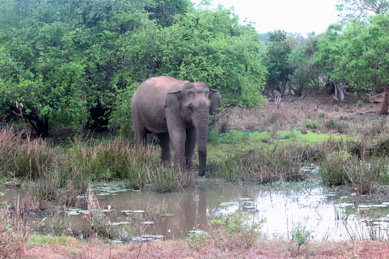 Baby elephants take a bath in distress and the elephants smash the fish ...