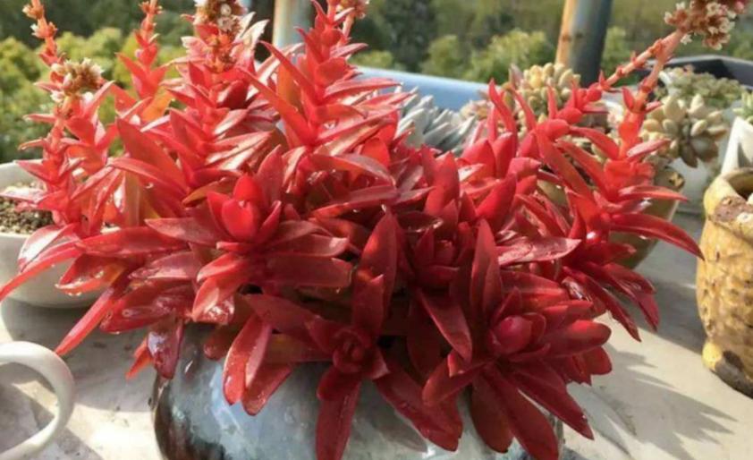 How to raise succulent fire festivals "prosperous"?Pay attention to ...