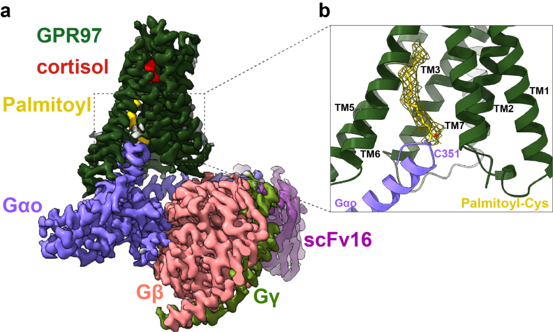 Cryo-electron microscopy structure determination reveals new chemical ...