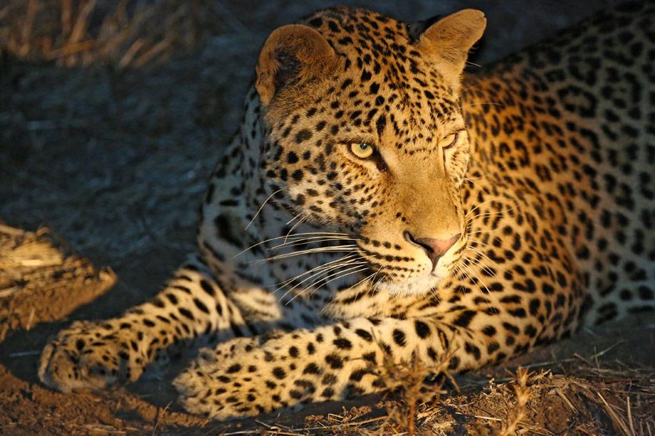 The little leopard and the cow are as close as mothers and daughters ...