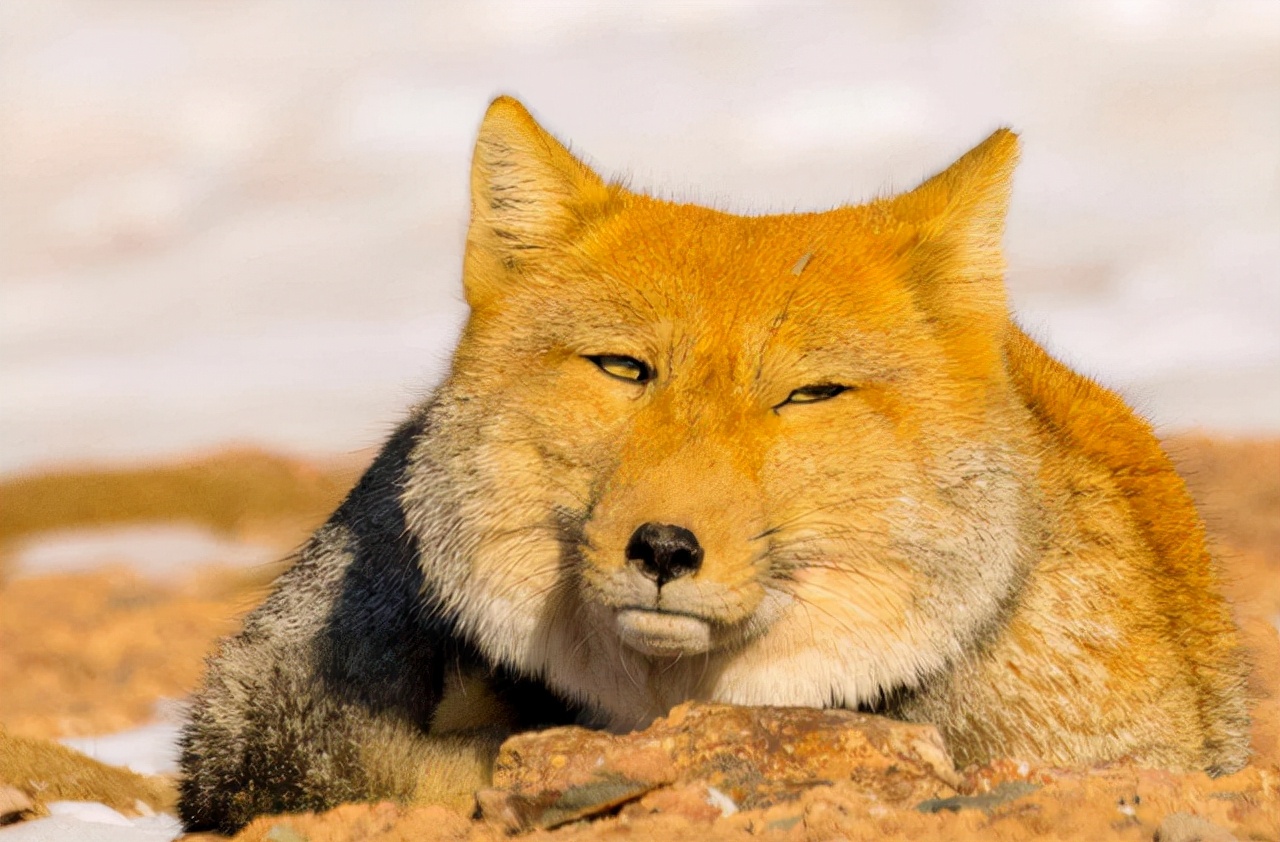 The "Tibetan Fox" whose face value is too low and unexpectedly became ...