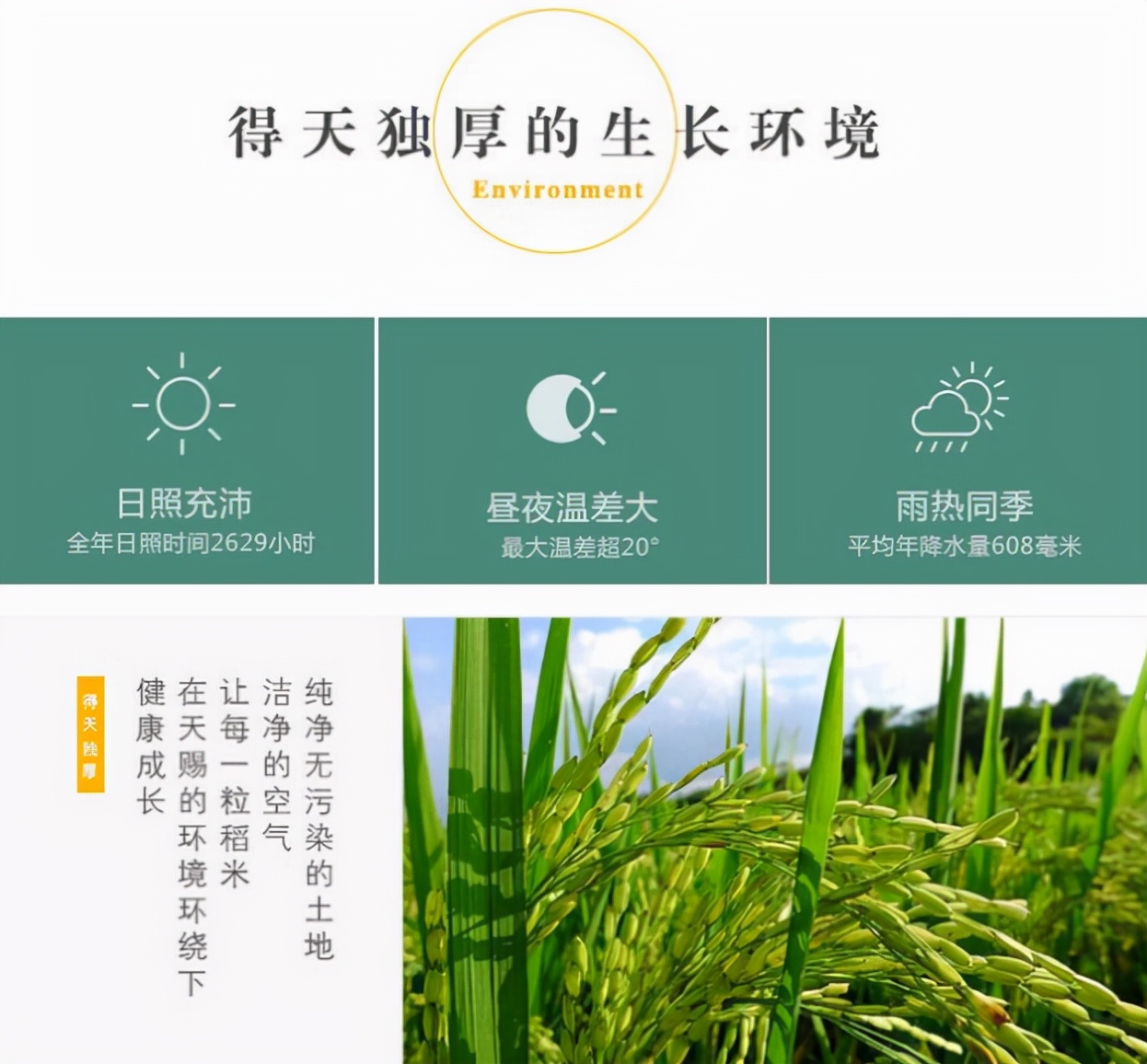 The rice on the tip of the tongue—Wuchang Dao Huaxiang Rice - iNEWS