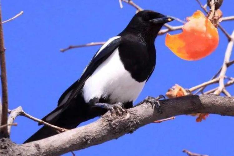 July 7 is here, but there are no magpies, what's going on - iMedia