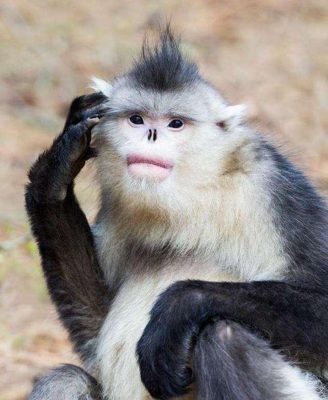 12 super rare wild animals will surely open your eyes - iNEWS