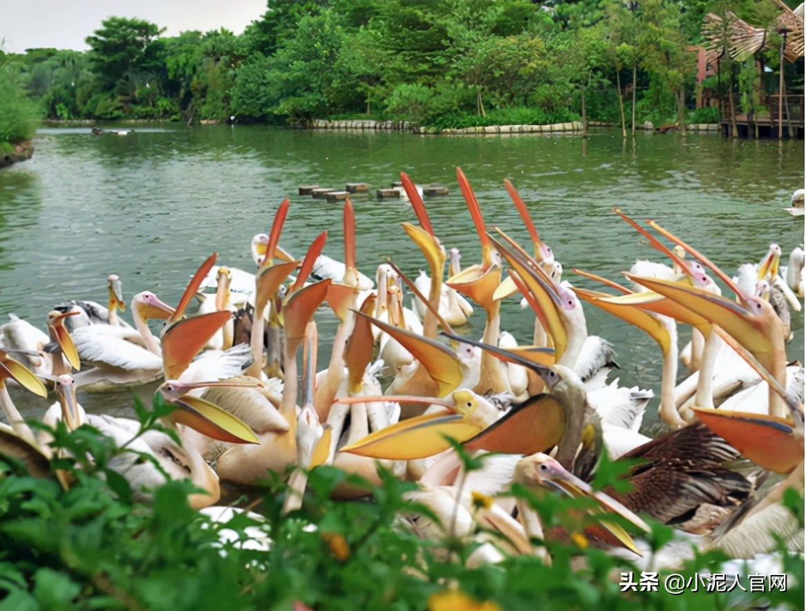 2021 Nansha Waterfowl World Ecological Park Smart Electronic Guide ...
