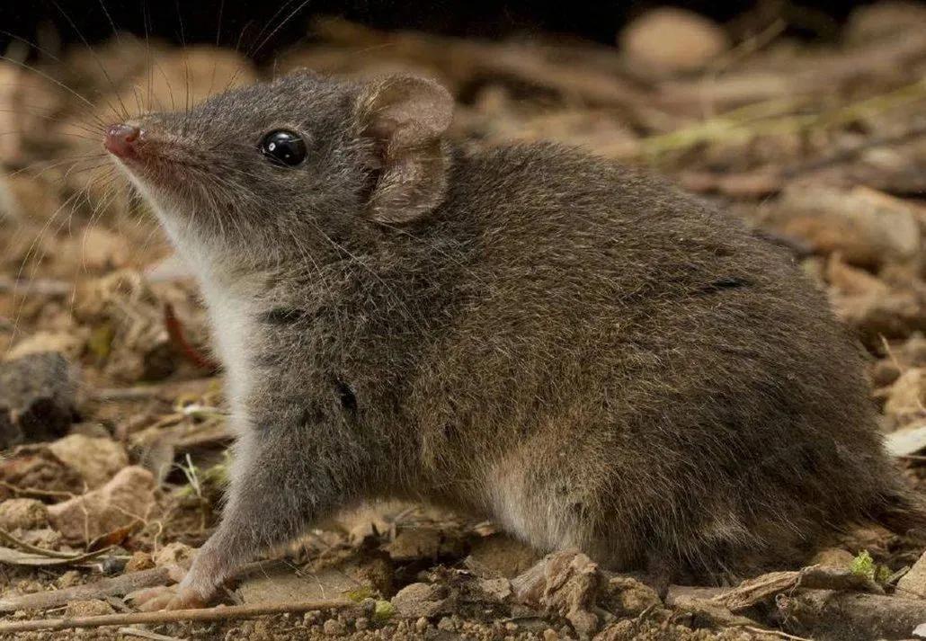 Australian bag shrew, set a Guinness record for mating until the shrew ...