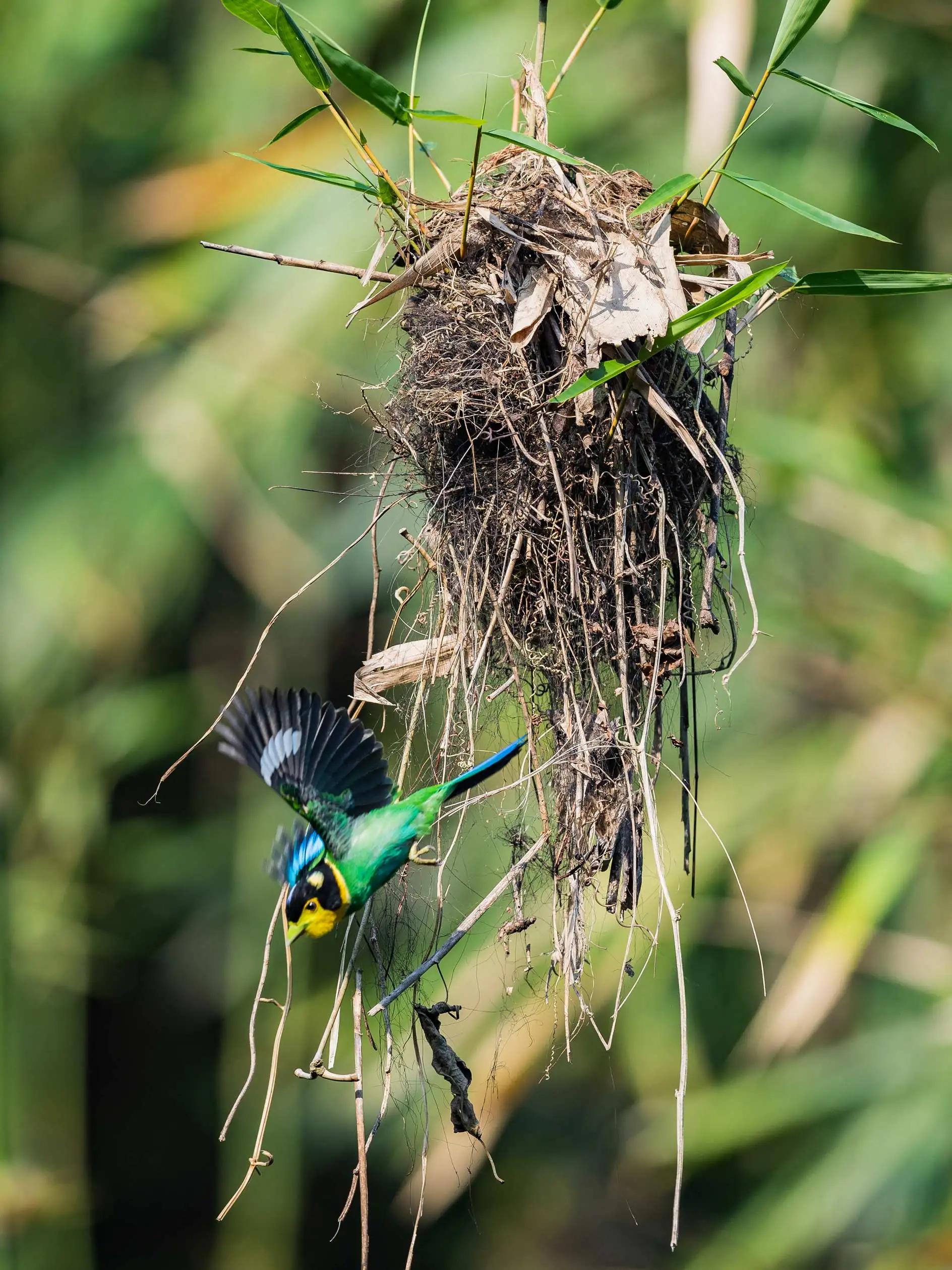 Long-tailed Broadbill - iNEWS