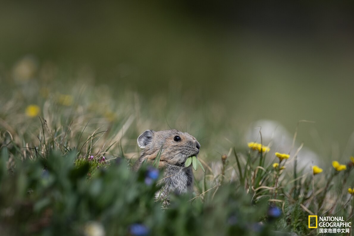 The cute pika sounds the alarm for global warming - iNEWS